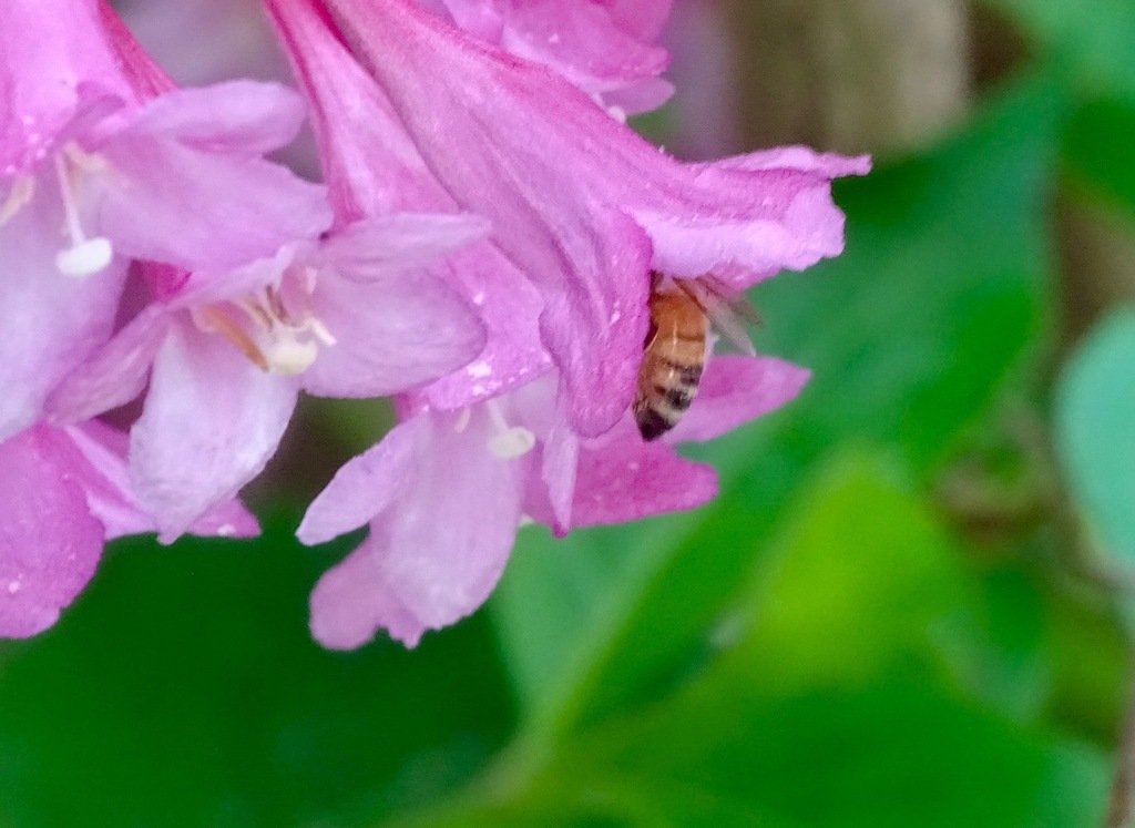 Western Honey Bee from St. John's, NL, Canada on June 25, 2020 at 08:09 ...