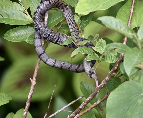 Cuban Racer (Cubophis cantherigerus) - Snakes and Lizards
