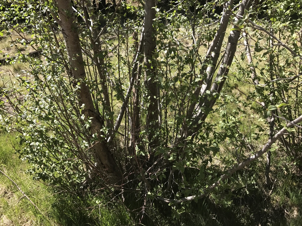 Arizona alder (Alnus oblongifolia) - Botanical Realm