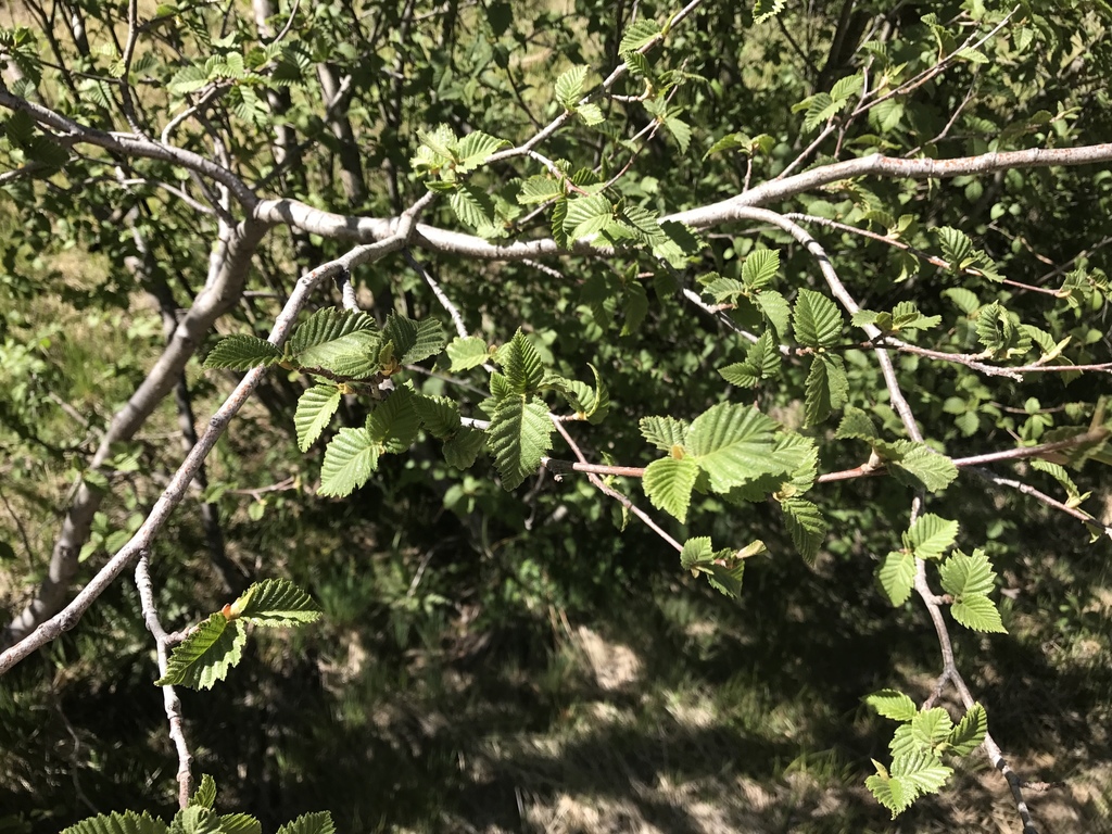 Arizona alder (Alnus oblongifolia) - Botanical Realm