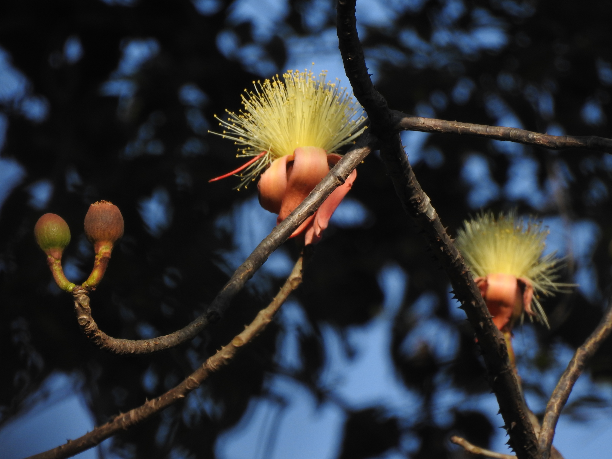 Bombax insigne Wall.