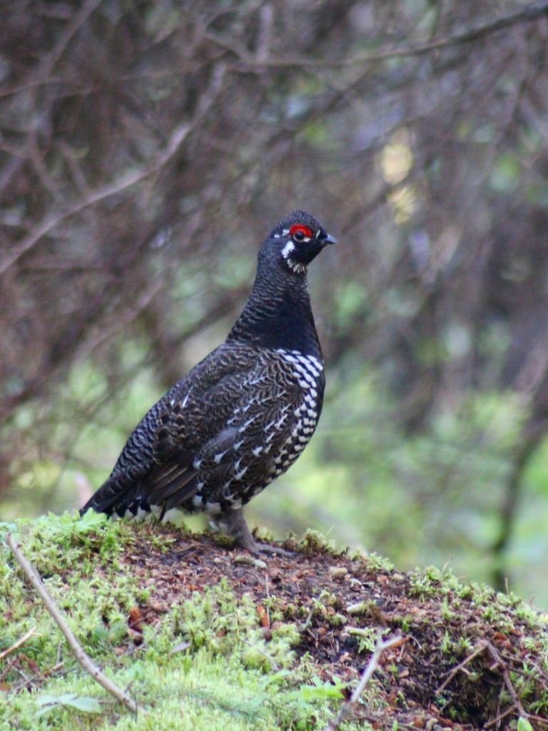 Landfowl (Galliformes) - Avian Discovery