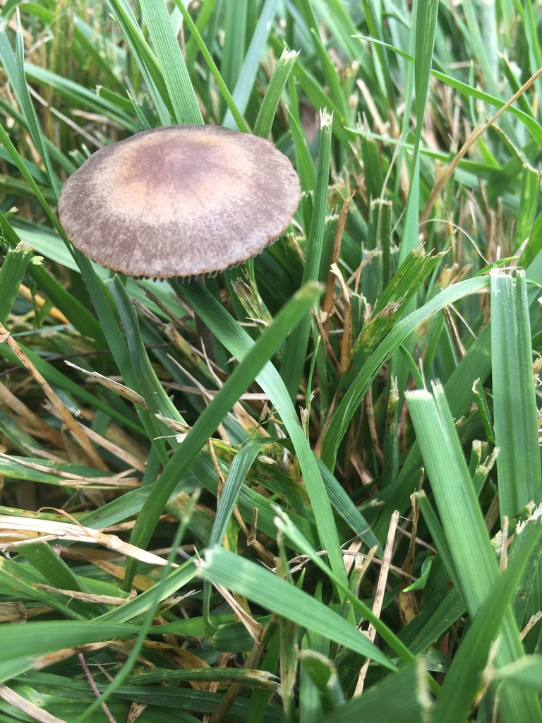 Banded Mottlegill from Thales Rd, Winston-Salem, NC, US on May 28, 2020 ...