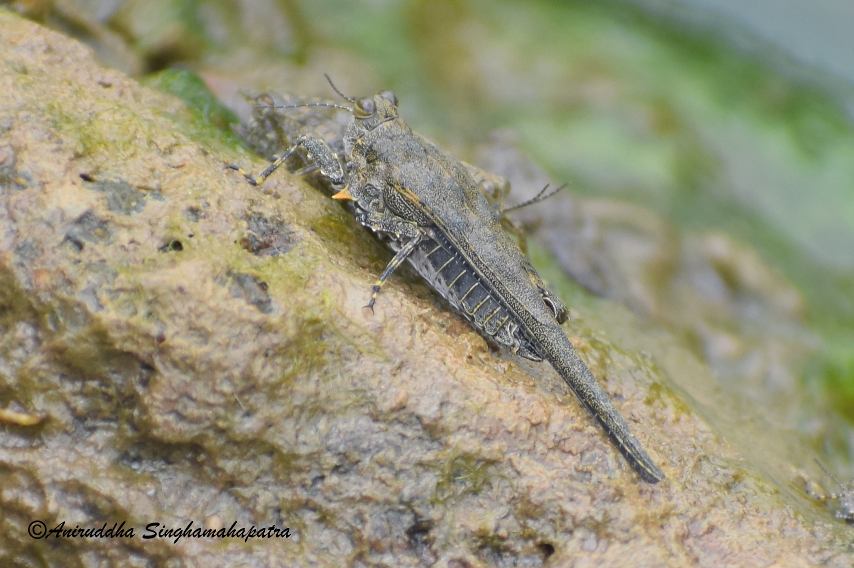 Euscelimena harpago (Serville, 1838)