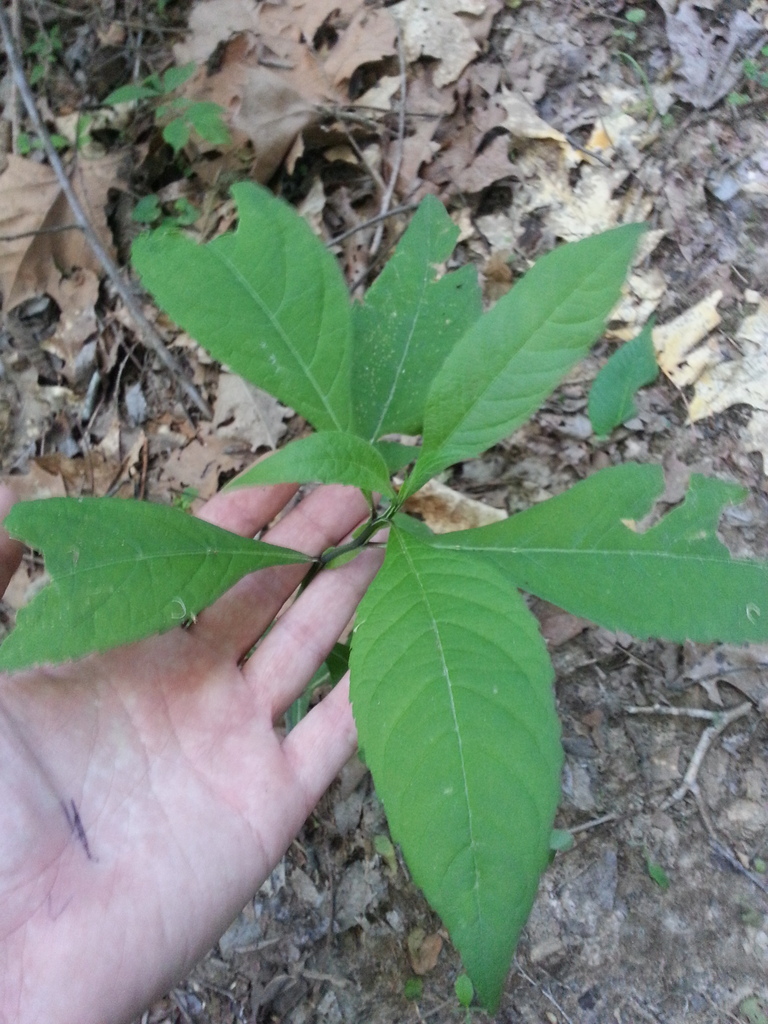 White crownbeard (frostweed) (Plants of Overton Park's Old Forest ...