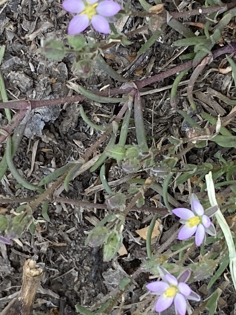Red Sand Spurrey from Long Island, Seaford, NY, US on June 25, 2020 at ...