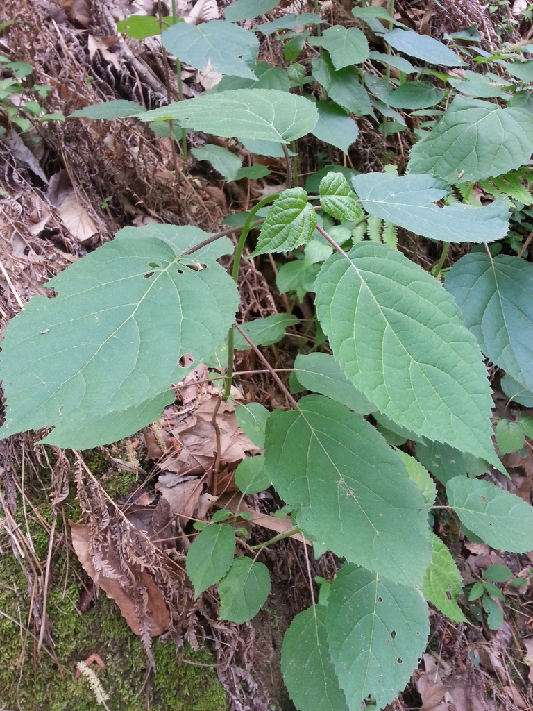 Wild Hydrangea (Wildflowers of the Preserve at Shaker Village ...