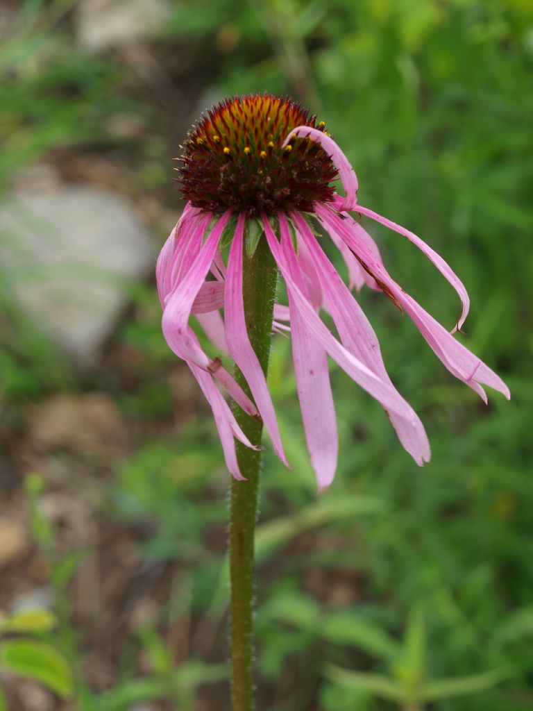 wavyleaf purple coneflower from US-45, Belknap, IL 62908, USA on May 28 ...
