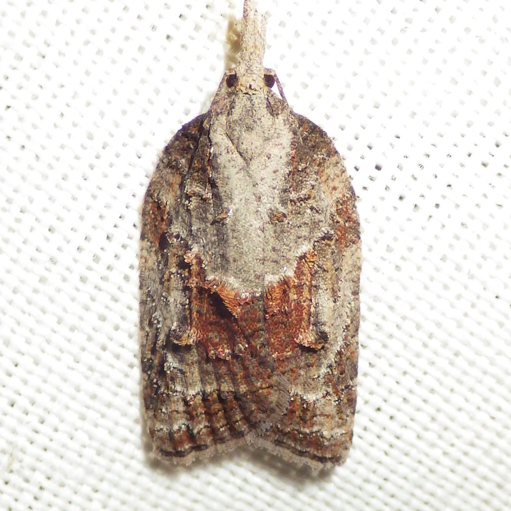 Tufted Apple Bud Moth from Fitzgerald Rd, Burdett, NY 14818, USA on ...