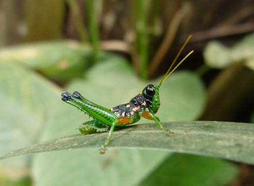 Genus Pterotiltus · iNaturalist