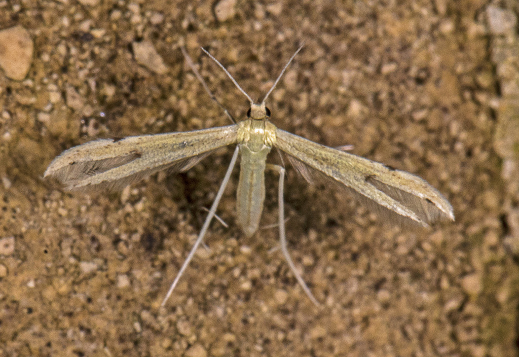 Three-dotted Plume Moth from Canyon Lake, TX, USA on June 24, 2020 at ...
