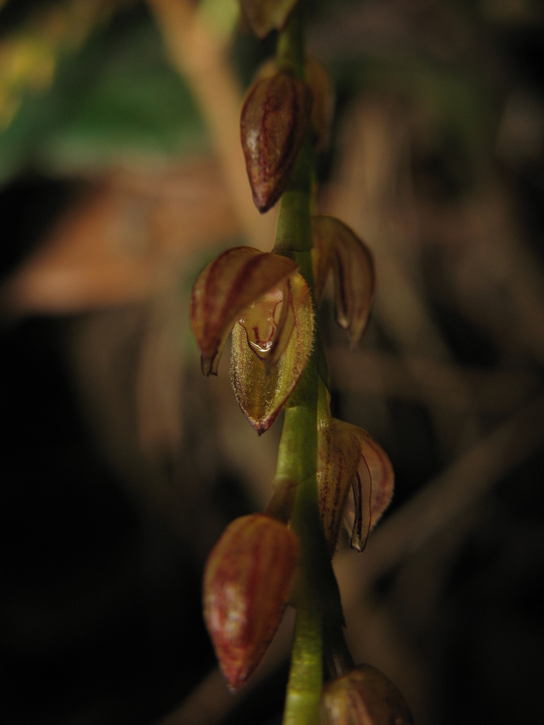 Stelis pittieri (Orquídeas de Tabio) · iNaturalist
