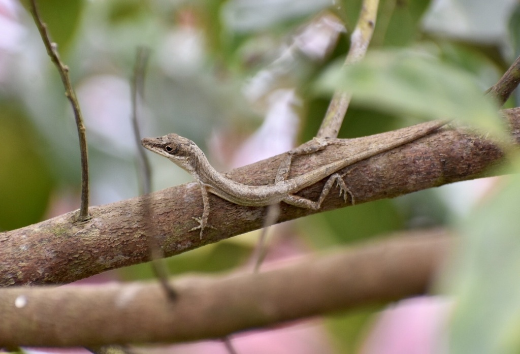 Santiago Grass Anole in June 2020 by Alexis Felipe · iNaturalist