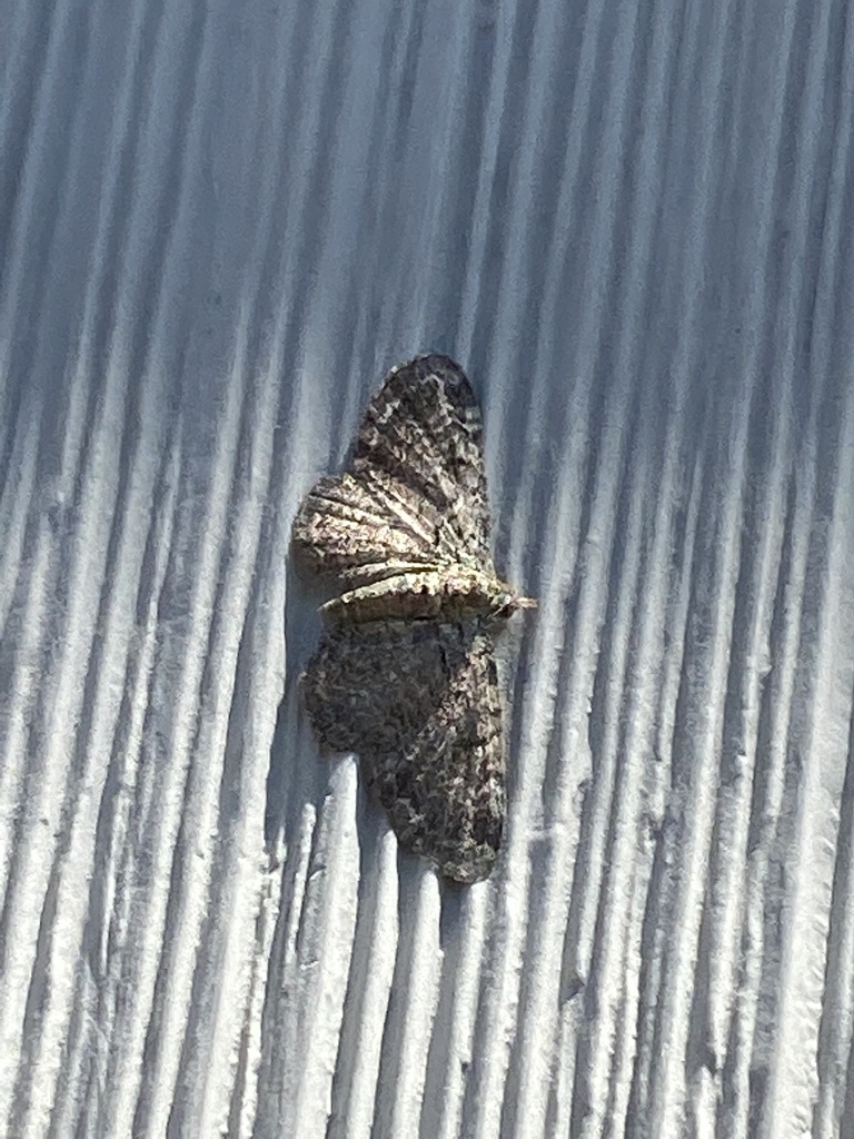 Green Pug from Long Island, Massapequa, NY, US on June 25, 2020 at 01: ...