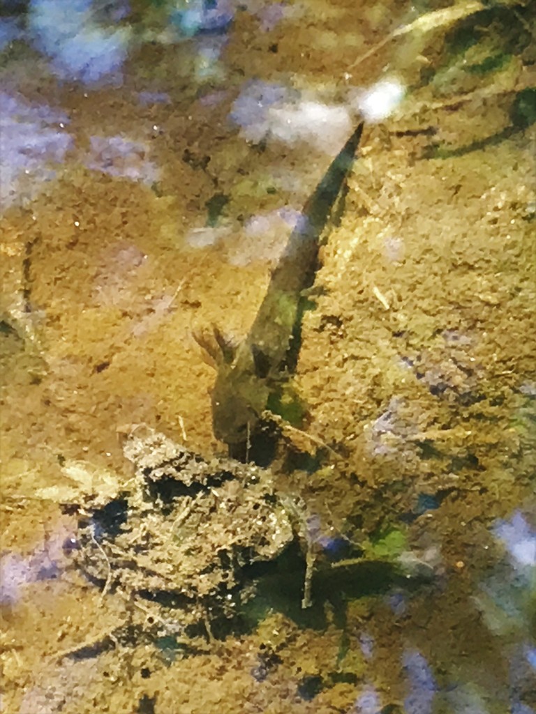 Mole Salamanders from Surrey, BC, Canada on June 18, 2020 at 04:36 PM ...