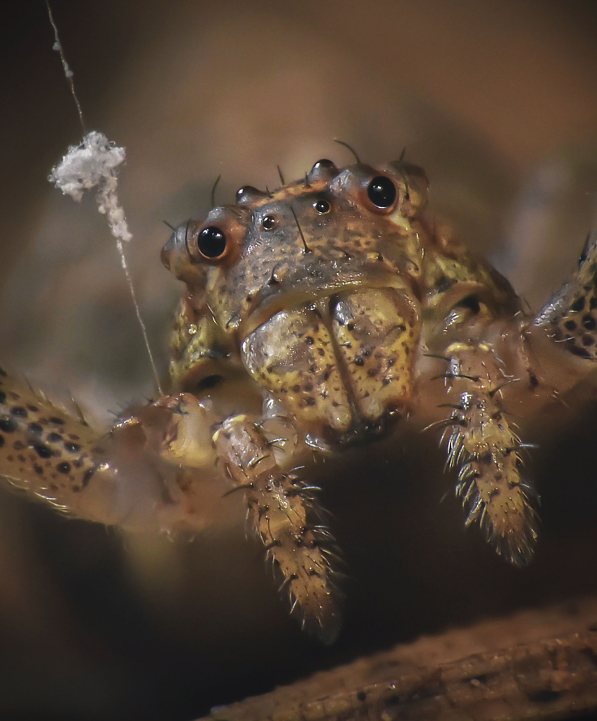 Octopus Spiders from Ermandus Dr, Honea Path, SC, US on June 20, 2020 ...