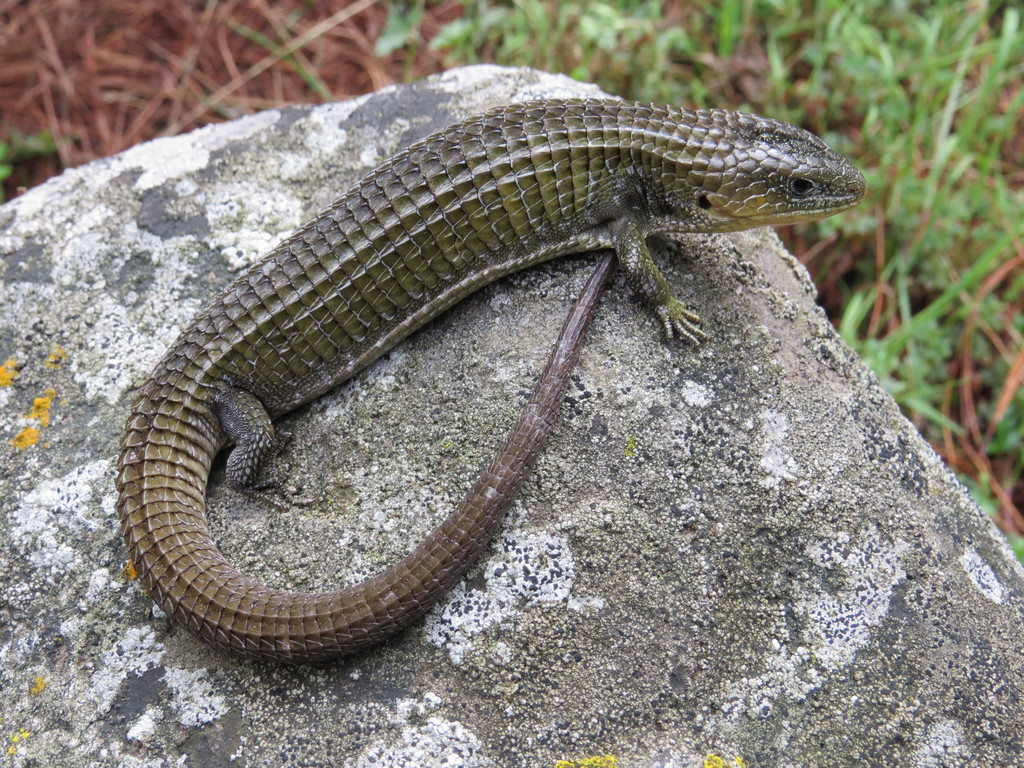 Transvolcanic Alligator Lizard from ajusco on May 28, 2017 at 09:58 AM ...