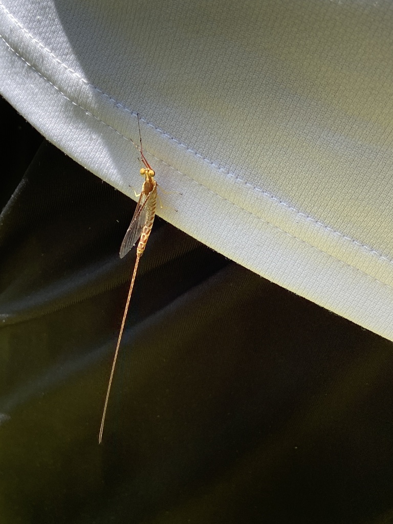 Giant Mayfly from Smith Rd, Hamilton, OH, US on June 25, 2020 at 02:55 ...