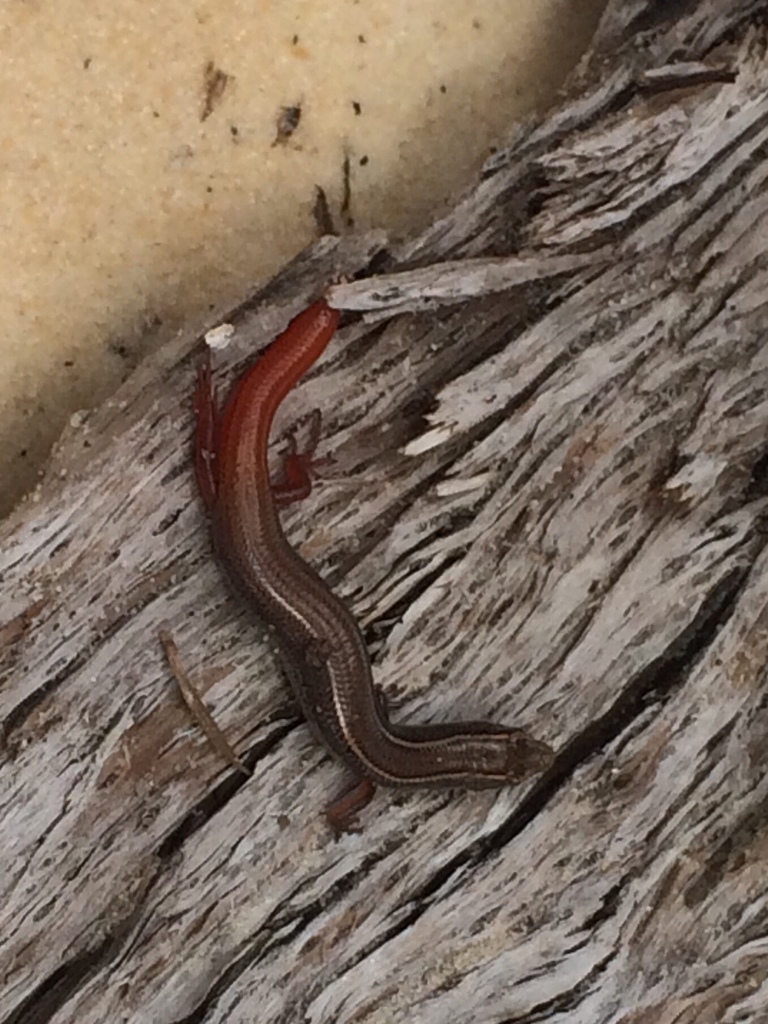 Cedar Key Mole Skink in July 2014 by Jeremy. Juvenile discovered among ...