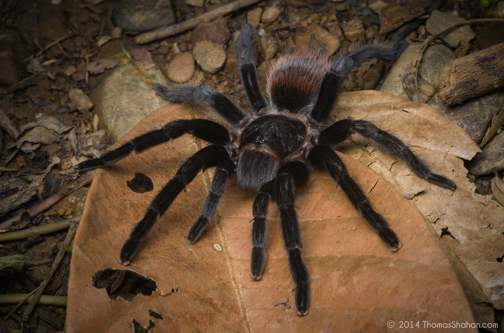 Mexican Red-rump Tarantula in September 2014 by Thomas Shahan · iNaturalist