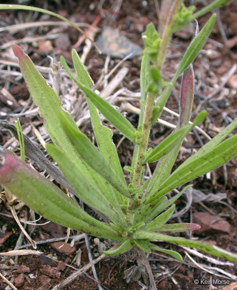 Hayfield Tarweed (Ring Mountain Taylor Rd. Revegetation) · iNaturalist
