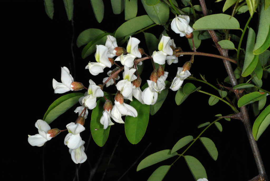 Black Locust (Indiana Pesticide Plants) · iNaturalist