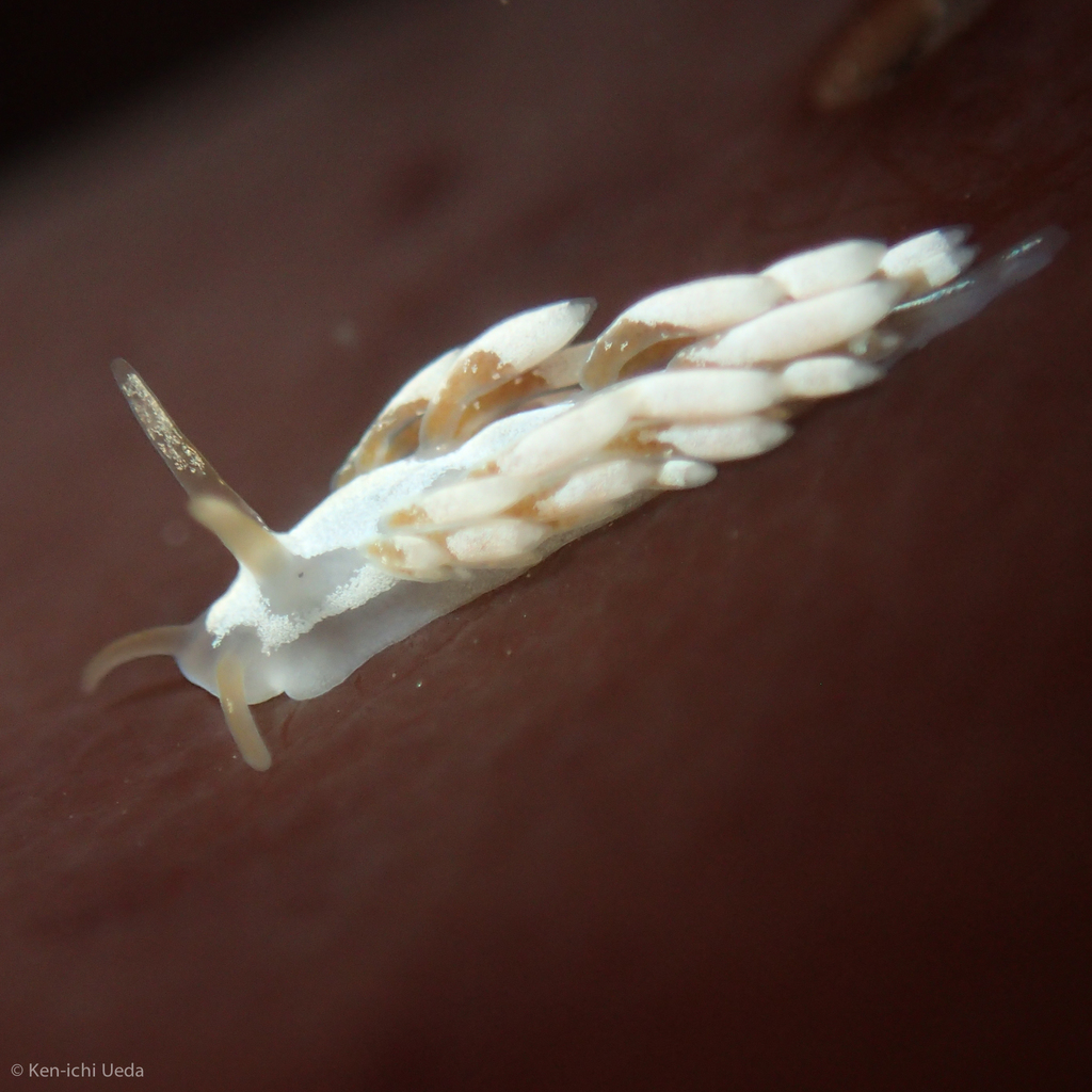 White-crusted Aeolid (Washington Sea Slugs - Nudibranchs (and other ...