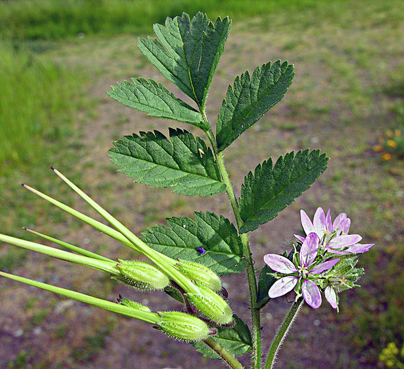 musky stork's bill (Ring Mountain Taylor Rd. Revegetation ...