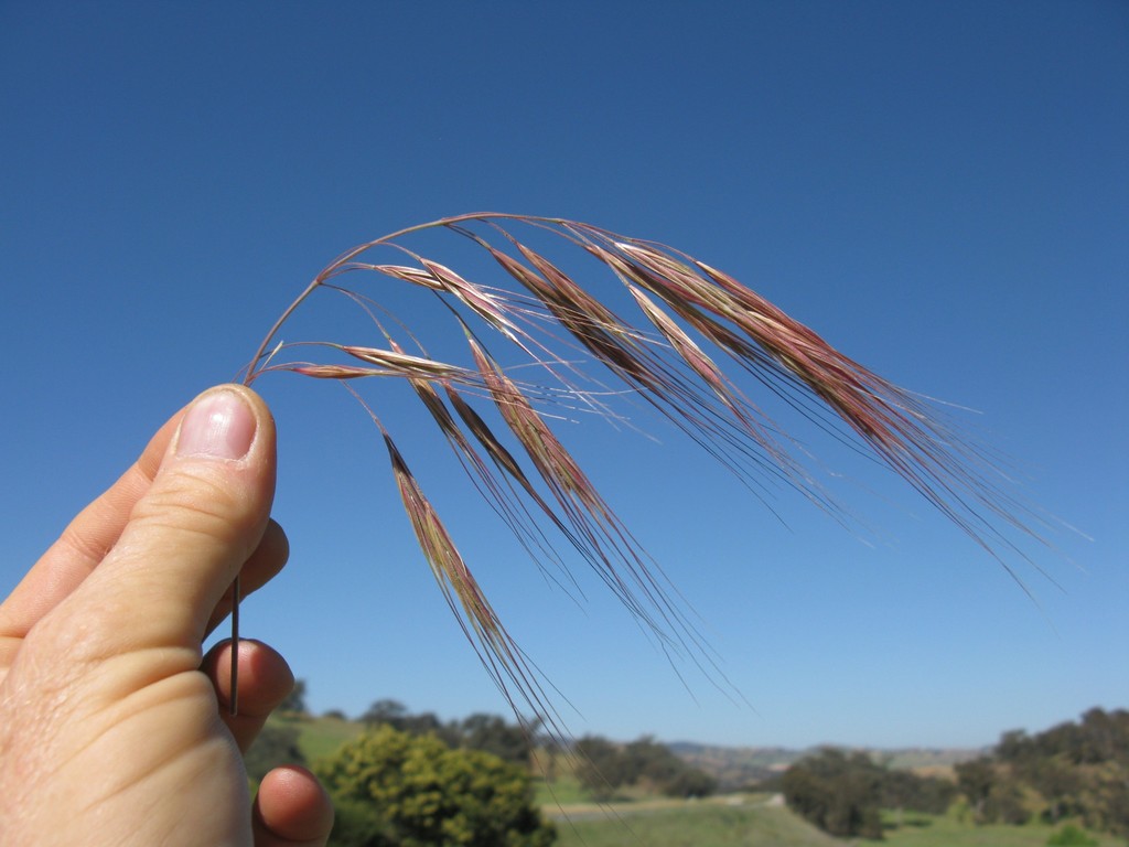 ripgut brome (Ring Mountain Taylor Rd. Revegetation) · iNaturalist