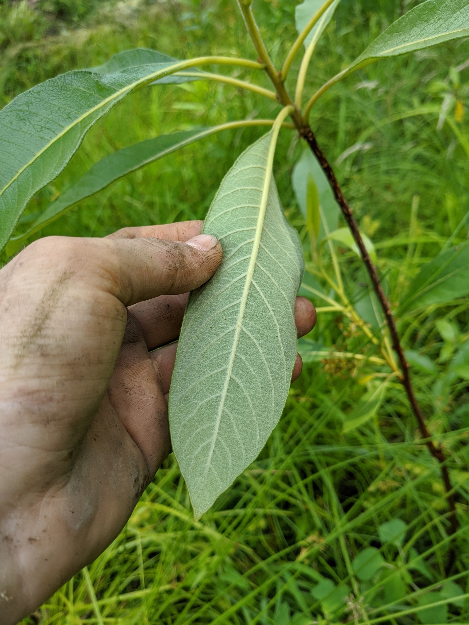 Leitneria floridana Chapm.