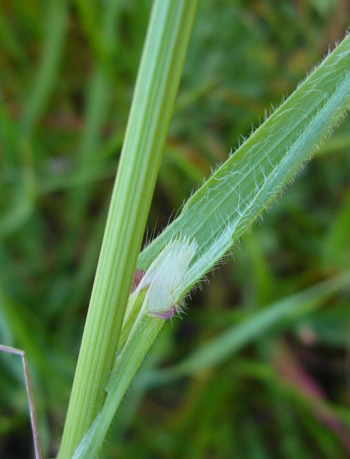ripgut brome (Ring Mountain Taylor Rd. Revegetation) · iNaturalist