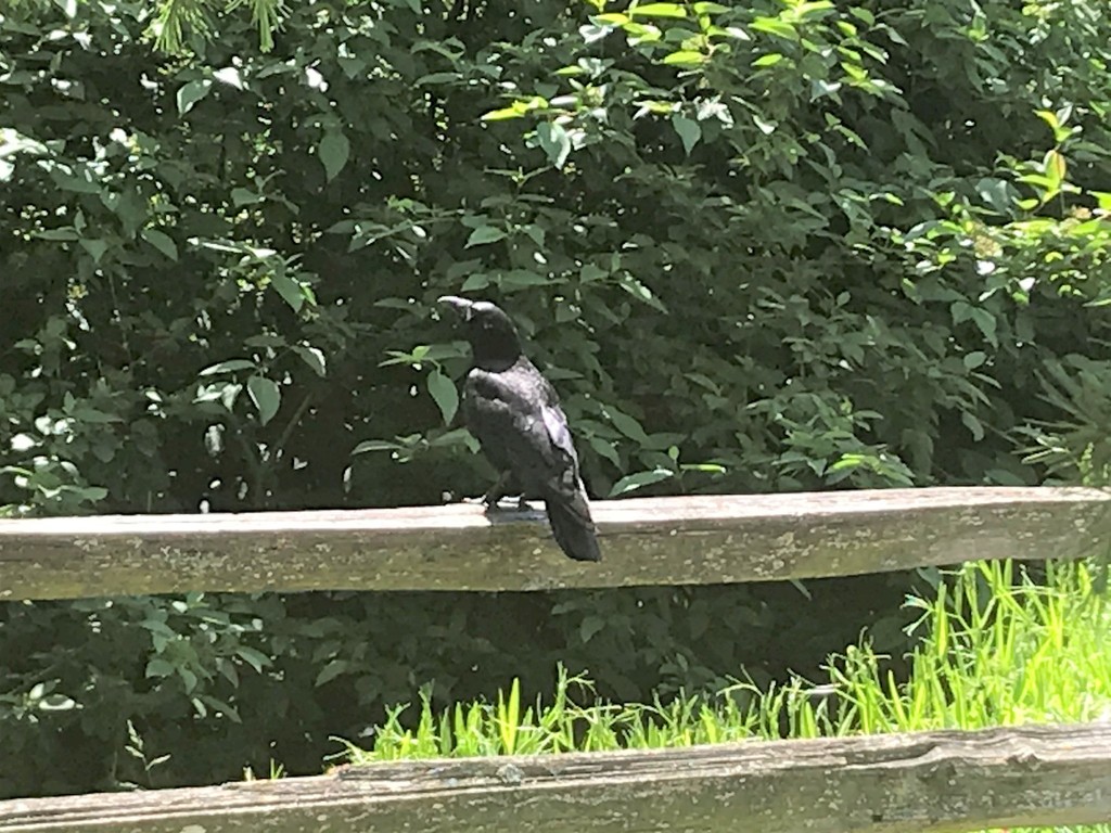 American Crow from Morgan Heights, Surrey, BC V3S, Canada on June 18 ...
