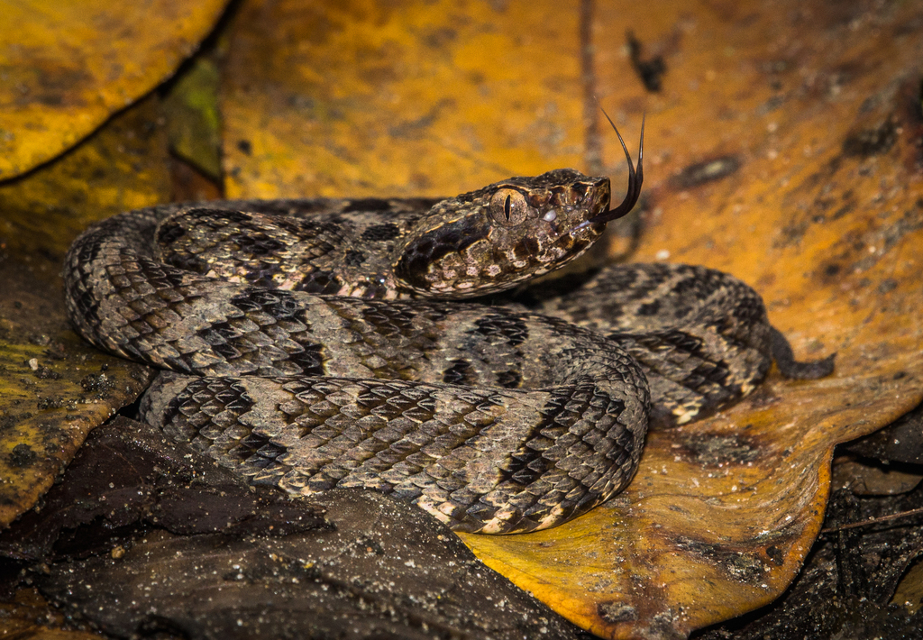 Whitetail Lancehead (Bothrops leucurus) - Snakes and Lizards