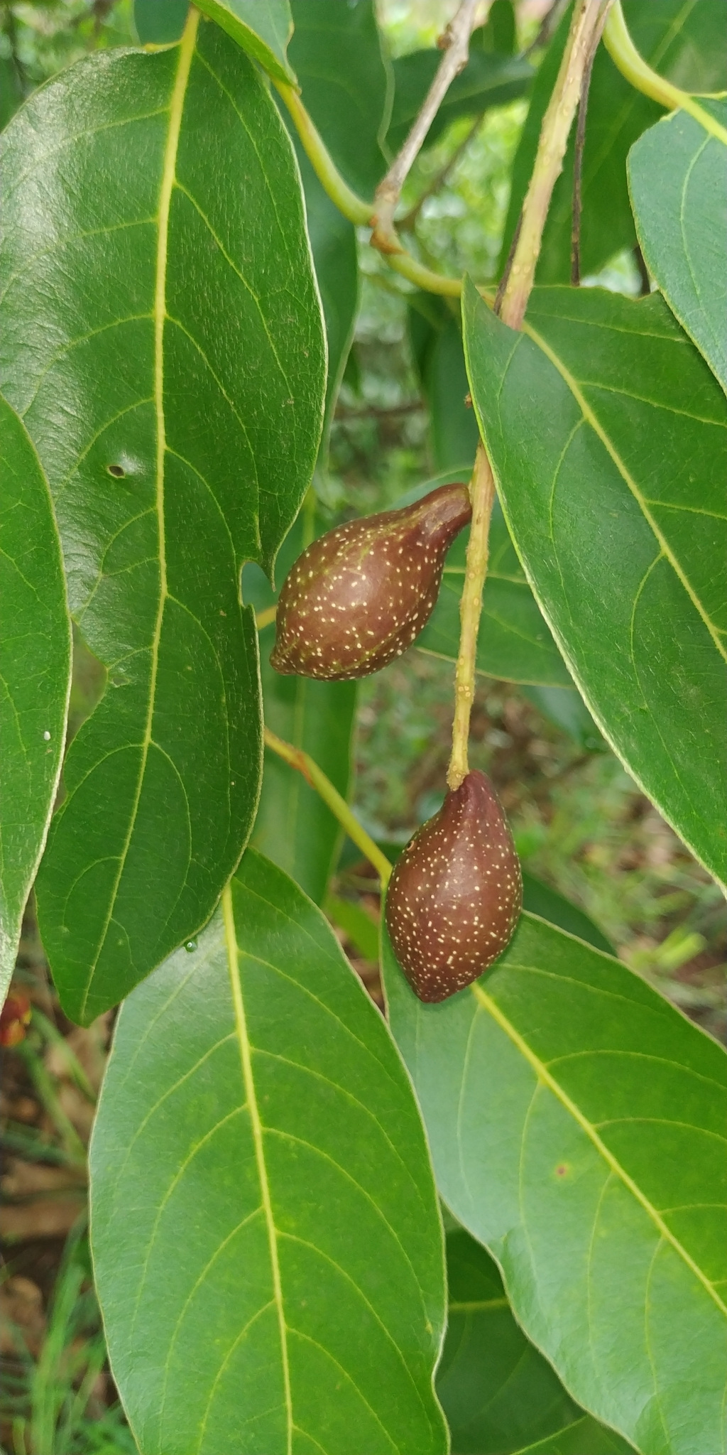 Terminalia chebula Retz.