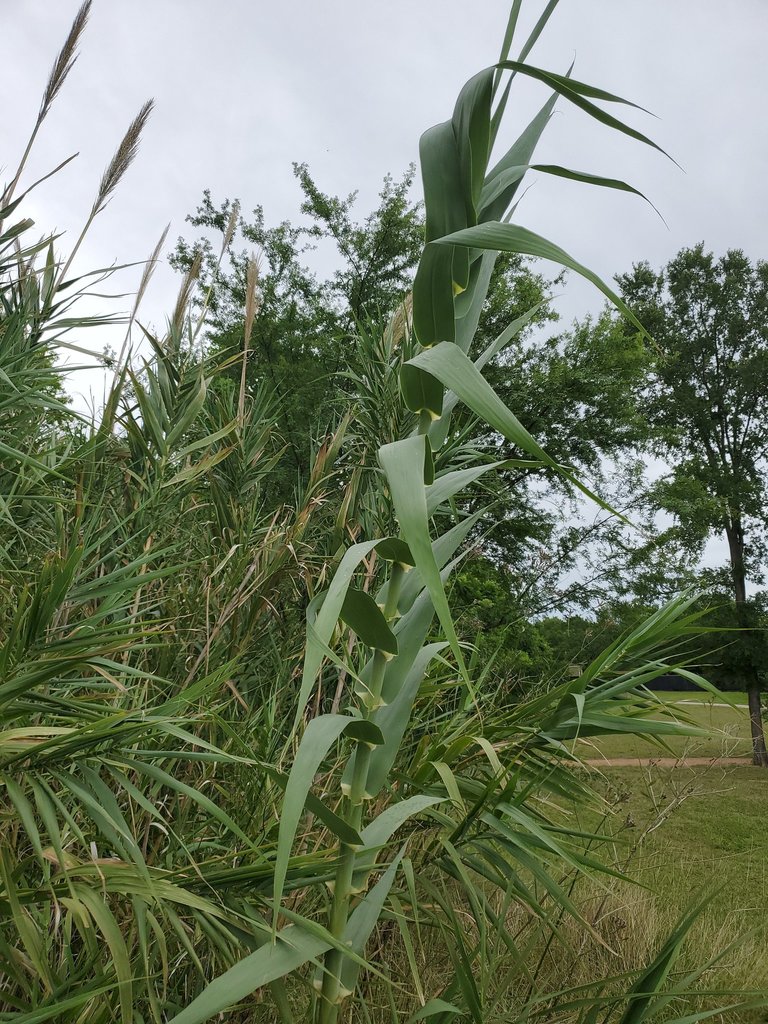 giant reed from Houston Museum District, Houston, TX, USA on May 17 ...