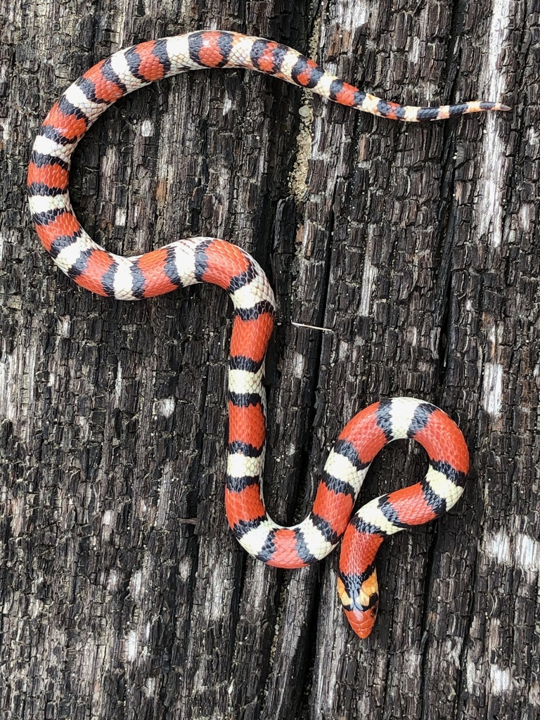 Northern Scarletsnake in June 2020 by goneontheroad · iNaturalist