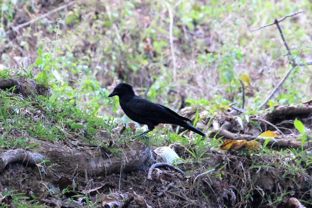 New Caledonian Crow (Corvus moneduloides) - Avian Discovery