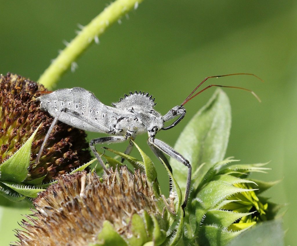 North American Wheel Bug from Forest North Estates, Austin, TX, USA on ...