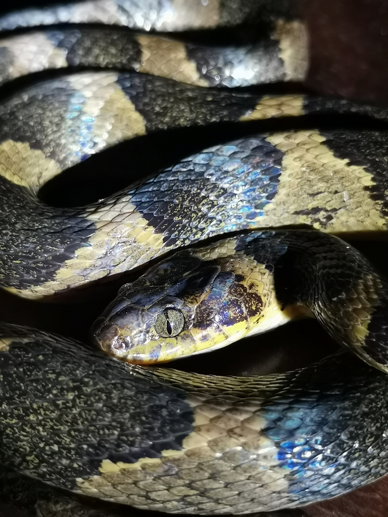 Southwestern Cat-eyed Snake (Leptodeira maculata) - Snakes and Lizards