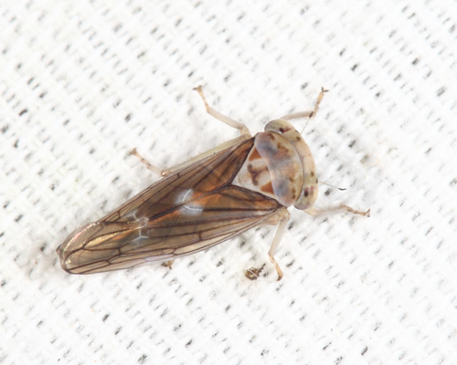 Idiocerus venosus · NaturaLista Colombia