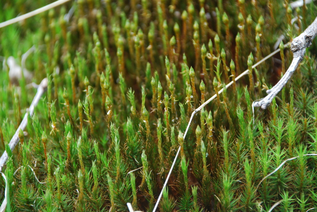 haircap mosses from Round Bluff Nature Preserve, Ferne Clyffe State ...