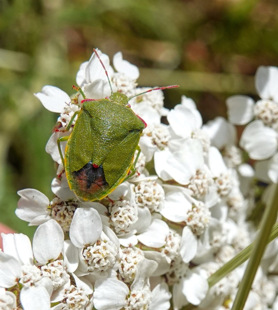 Red-shouldered Stink Bug from Nanaimo, BC, Canada on June 25, 2020 at ...