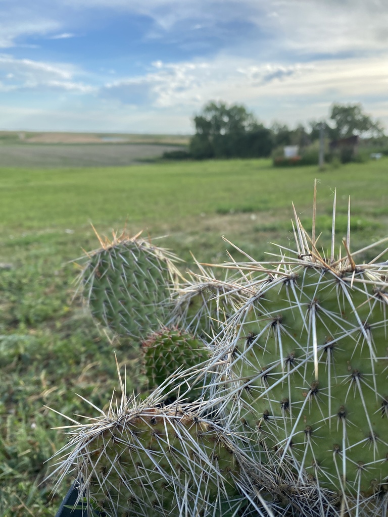 Plains Pricklypear from Tolstoy, SD, US on June 25, 2020 at 07:15 PM by ...