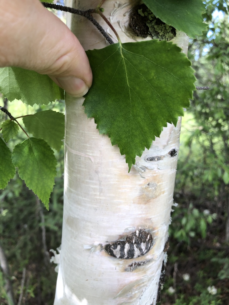 Alaska Paper Birch (Betula neoalaskana) - Botanical Realm