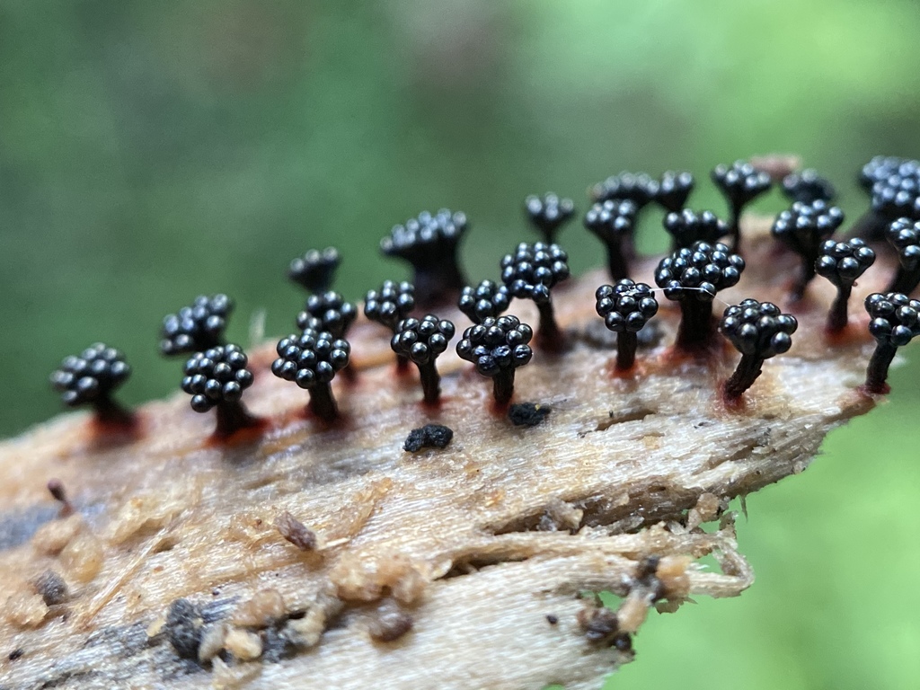 Wasp's Nest Slime Mold from Tomahawk Creek Rd, Midlothian, VA, US on ...
