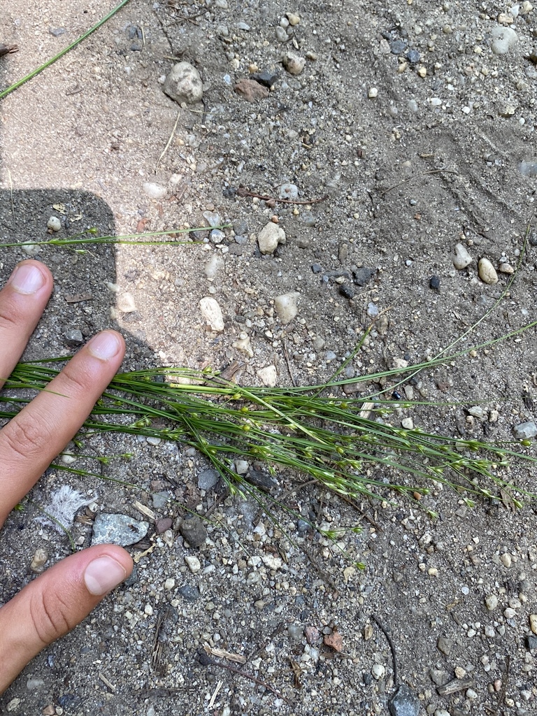 Slender Path Rush from Massapequa Preserve, Massapequa, NY, US on June ...