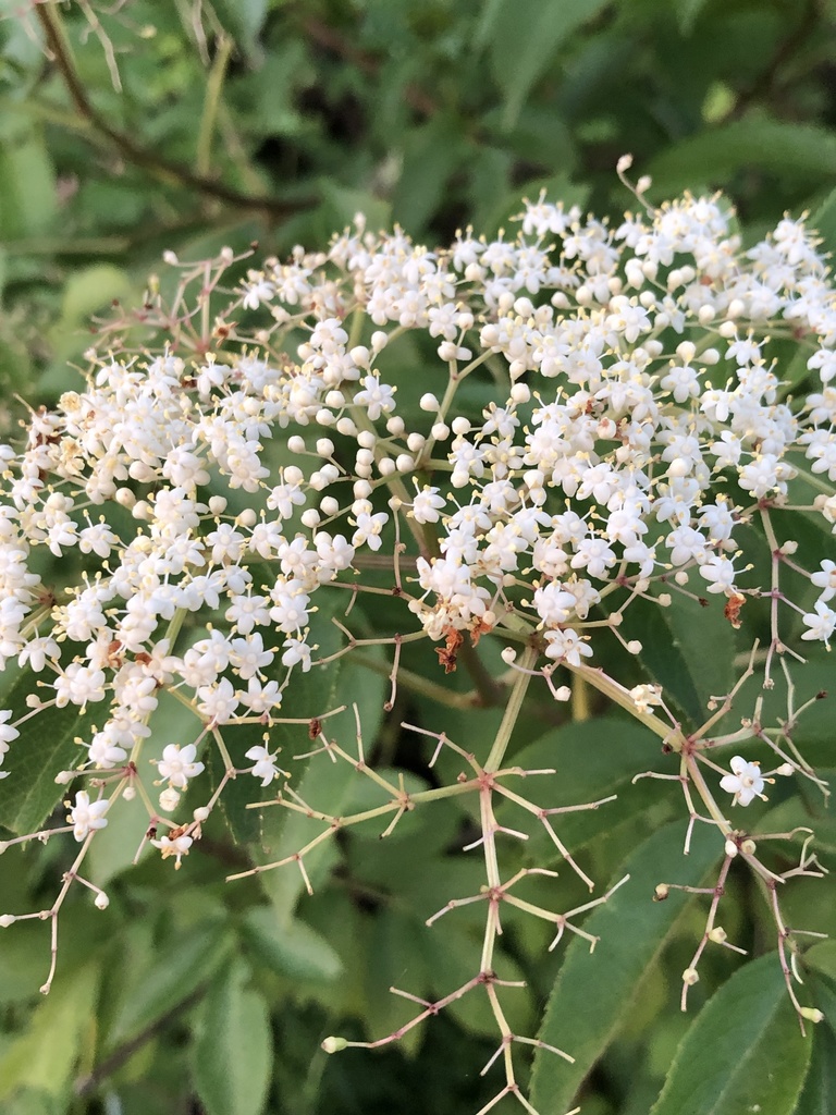 American black elderberry from Cub Run Loop, Cub Run, KY, US on June 25 ...