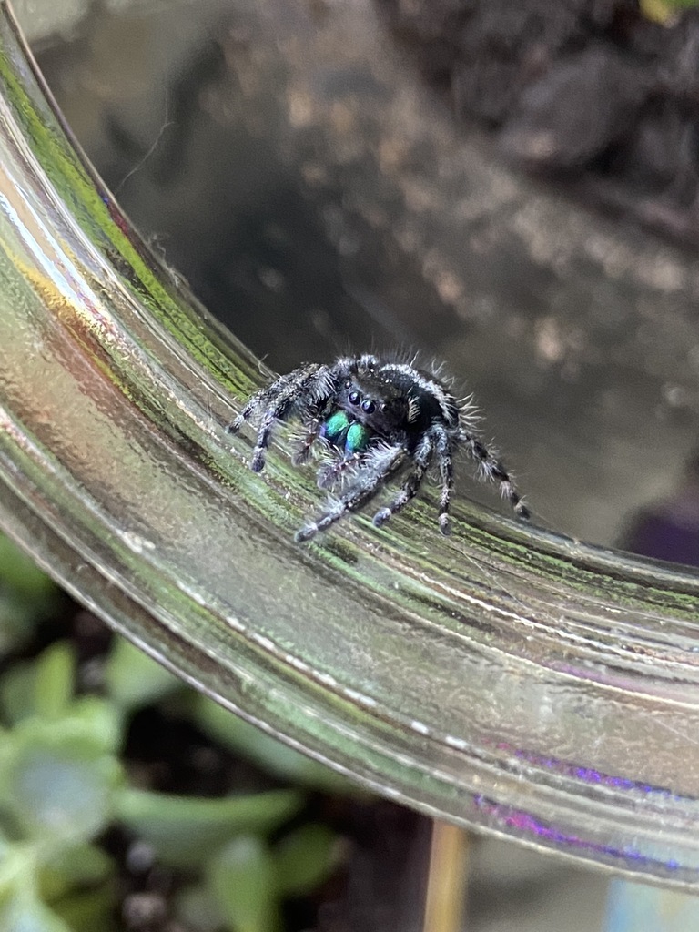 Bold Jumping Spider from Stillwater, OK, USA on June 21, 2020 at 05:09 ...