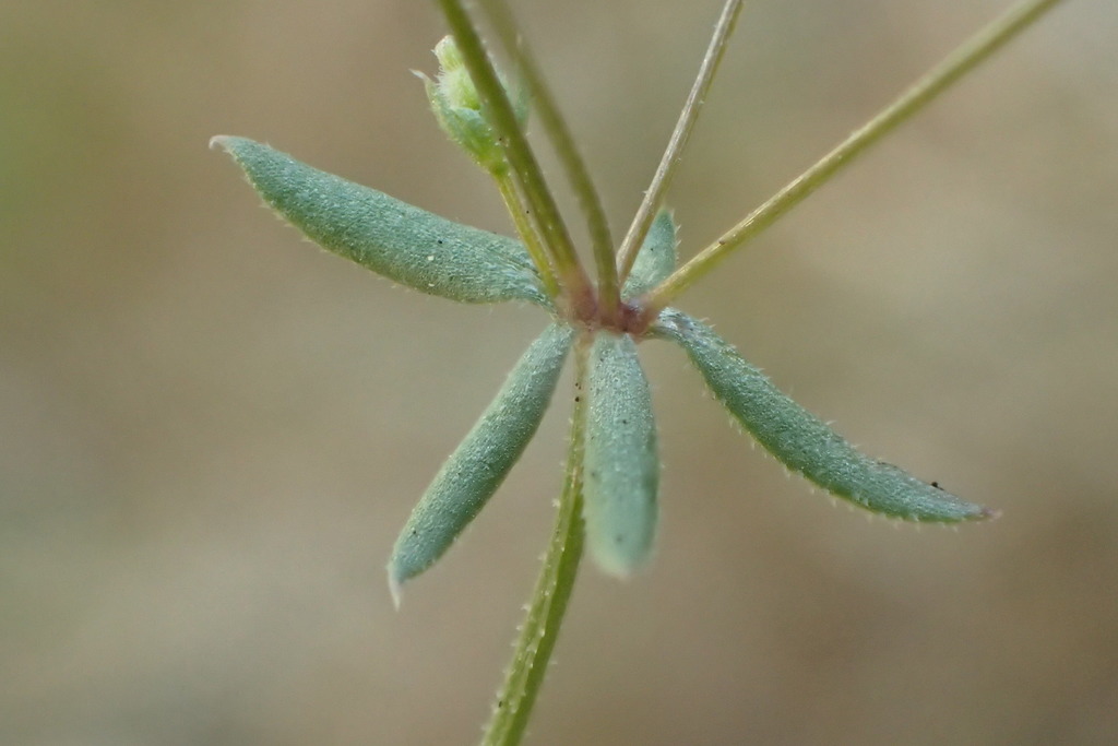Wall Bedstraw from Caspers Wilderness Park, Orange, California, United ...