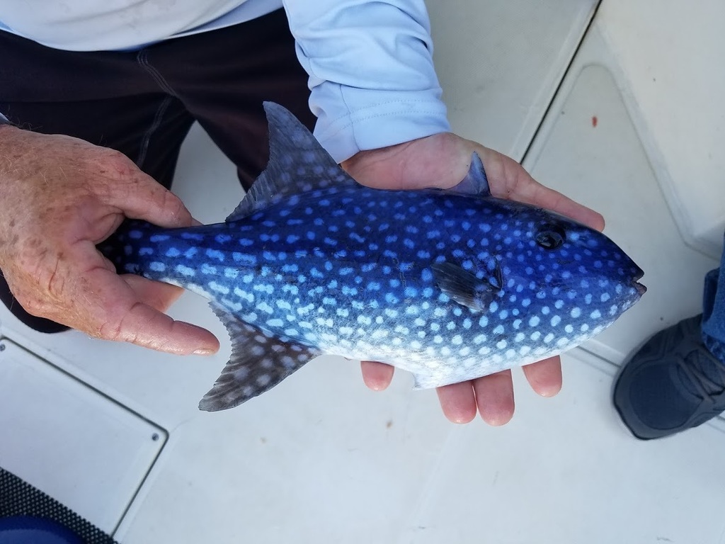 Spotted Oceanic Triggerfish (Canthidermis maculata) - Marine Life ...